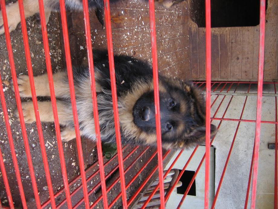 Mali psi njemacki ovcari