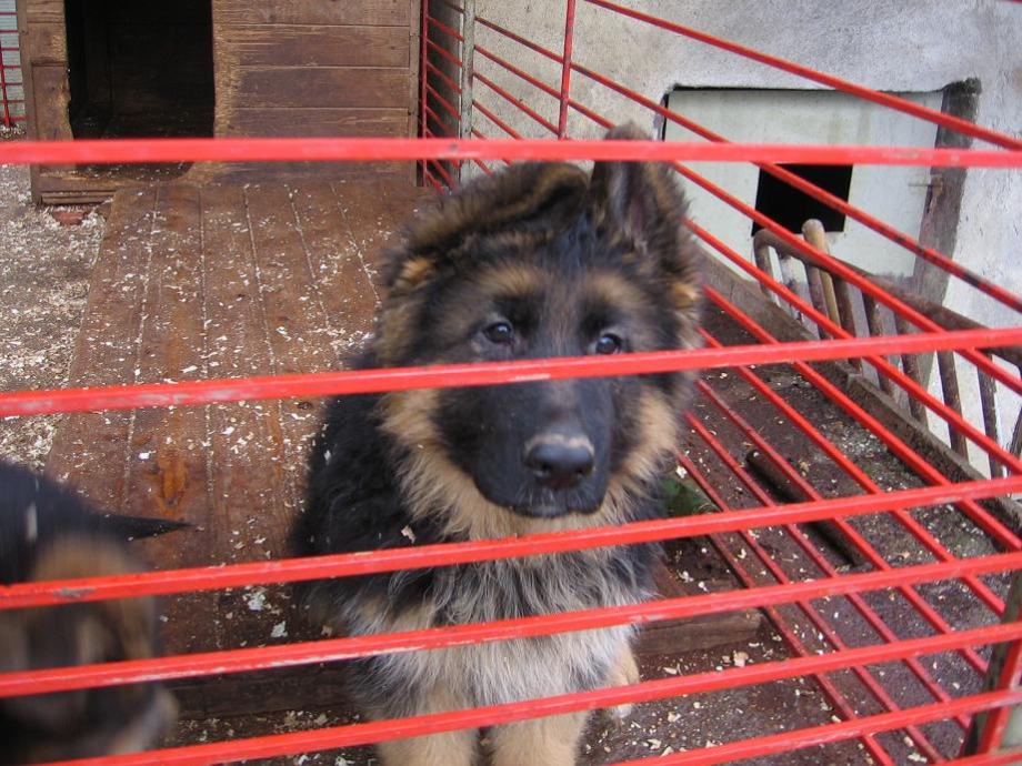 Mali psi njemacki ovcari