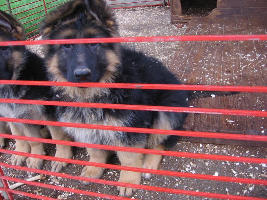 Mali psi njemacki ovcari