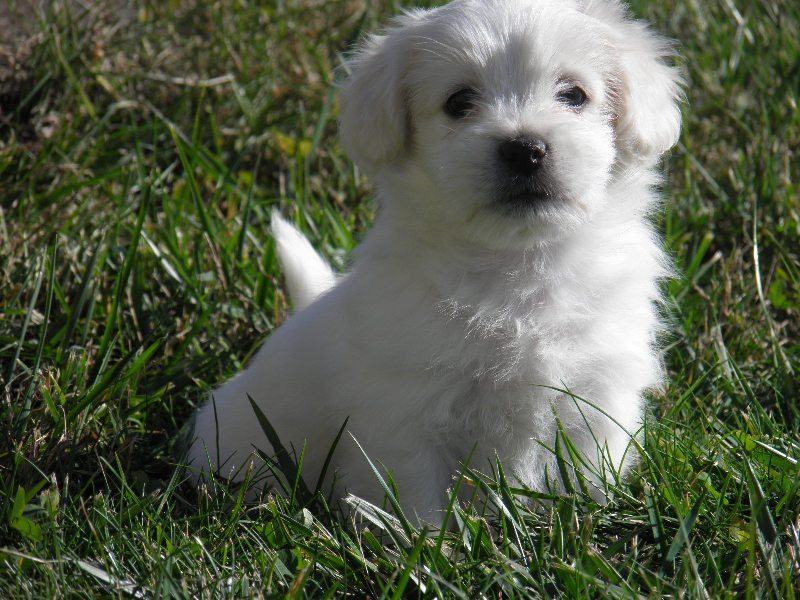 Maltezer, Maltezeri, Štenci maltezera -Vinkovci