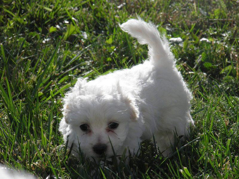 maltezer, maltezeri, štenci maltezera