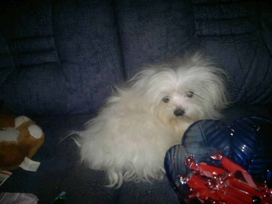 Maltezer-mini maltezer