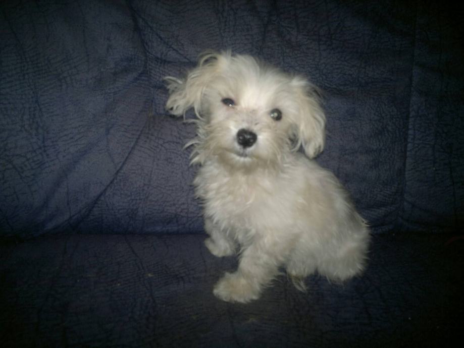 Maltezer-mini maltezer