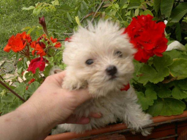 Maltezer-mini maltezer