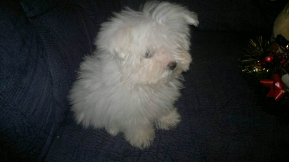 MALTEZER-MINI MALTEZERI