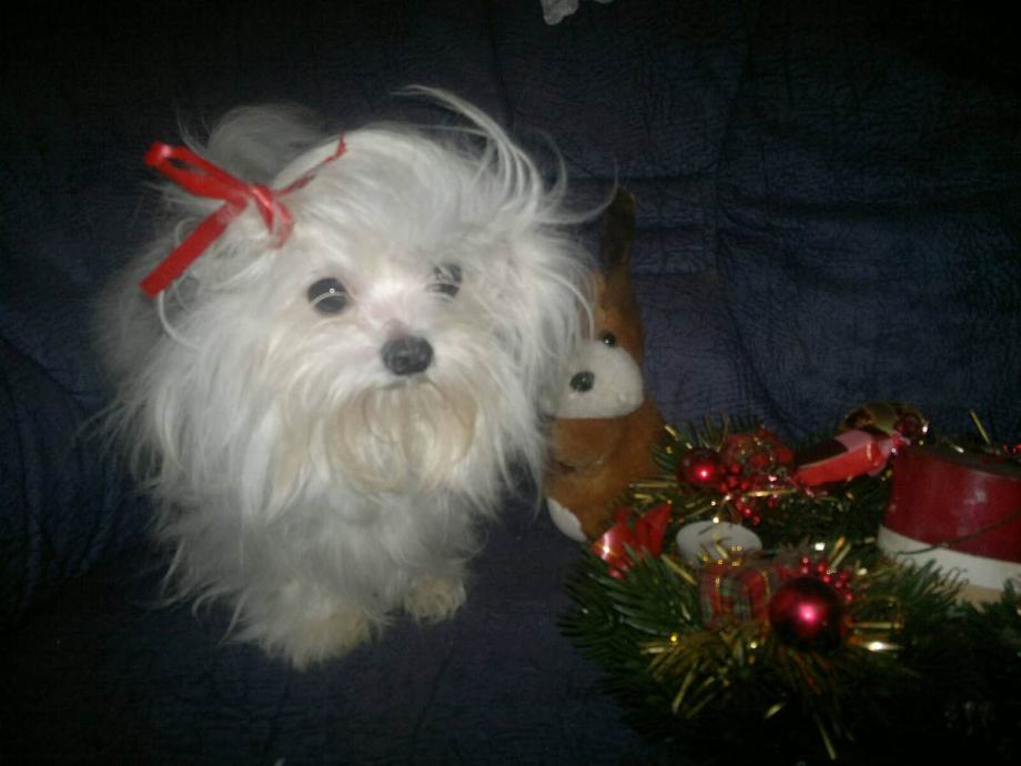 MALTEZER-MINI MALTEZERI