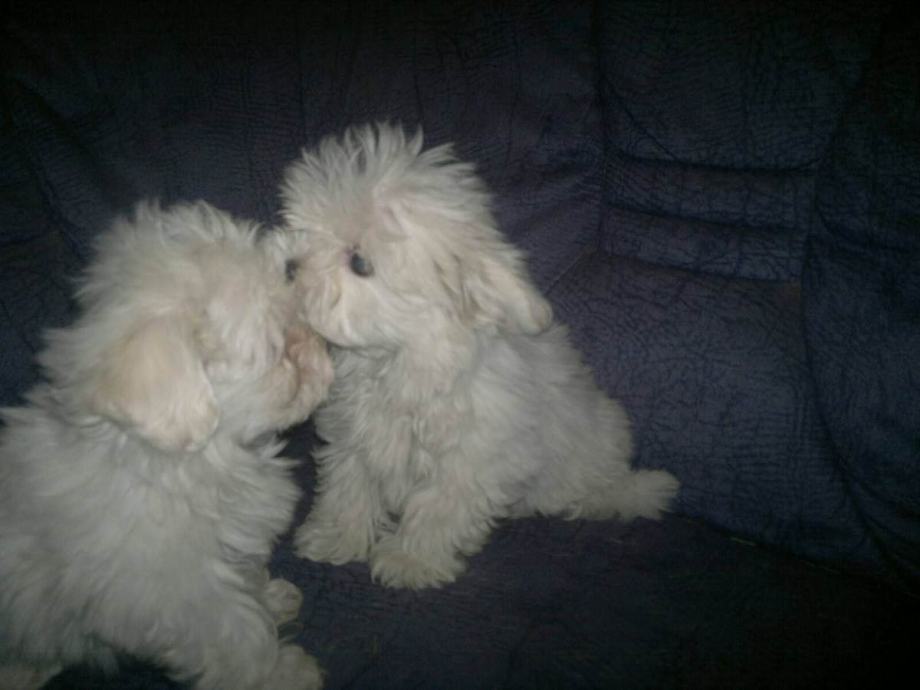 MALTEZER-MINI MALTEZERI