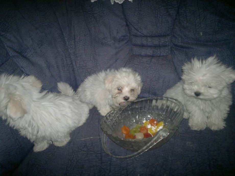 MALTEZER-MINI MALTEZERI