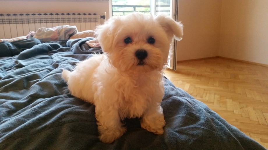 Maltezer mini MALTEZERI štenci psi