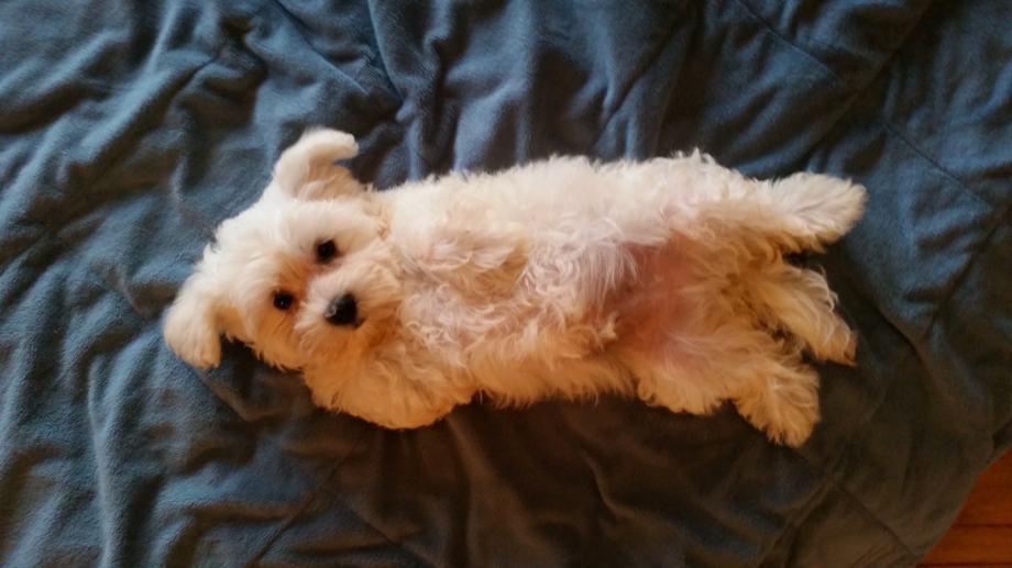 Maltezer mini MALTEZERI štenci psi