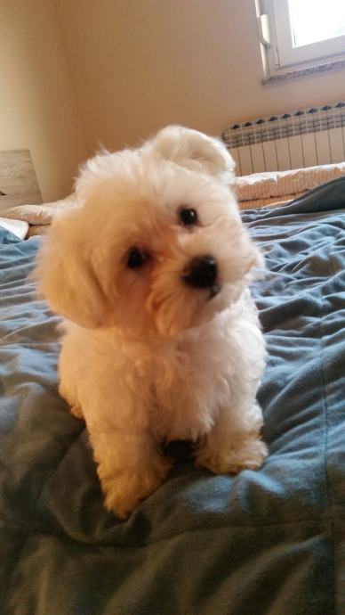 Maltezer mini MALTEZERI štenci psi