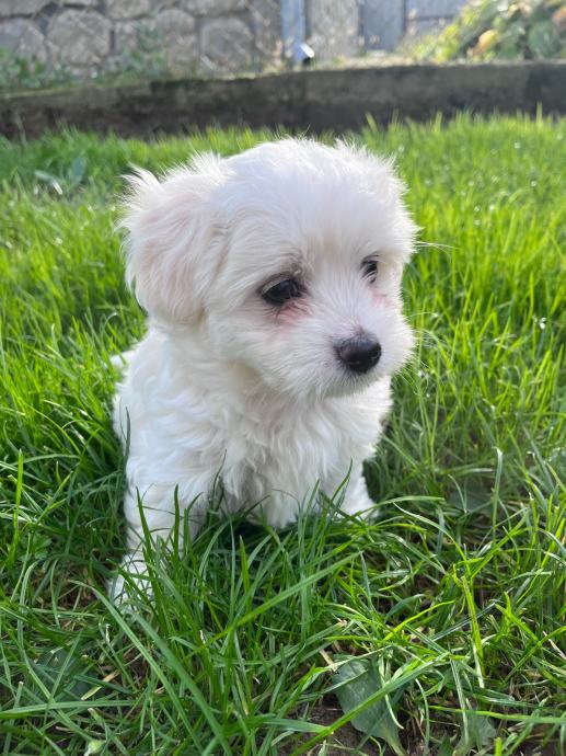 MALTEZER