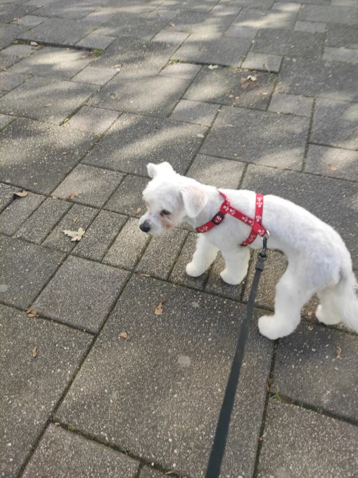 Maltezer srednja rasa