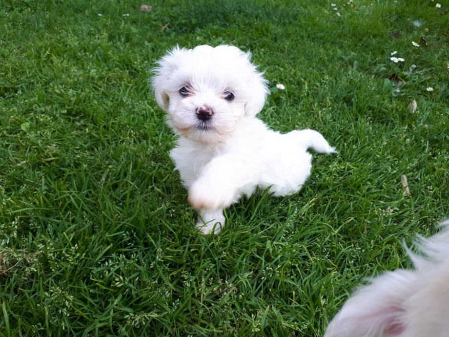 Maltezer stenci mini