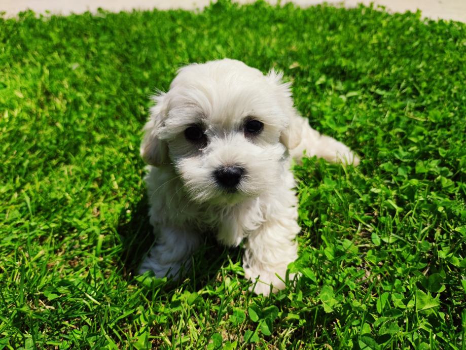 Maltezer štenci mini