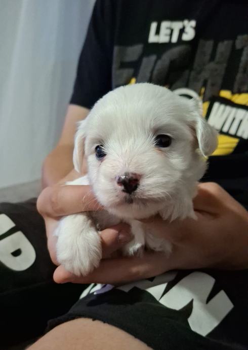 Maltezer žensko štene