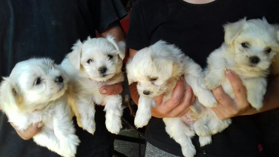 Maltezeri, Maltezer štenci DOSTAVA DALMACIJA ostala 1 cura