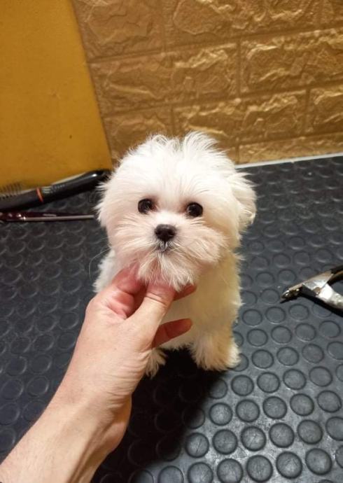 Mini maltezeri ️MOGUĆ DOVOZ ZG-ZD