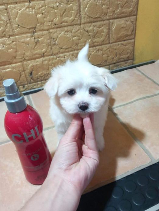 Mini maltezeri ️MOGUĆ DOVOZ ZG-ZD