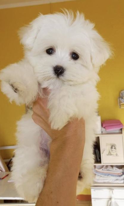 Mini maltezeri ️MOGUĆ DOVOZ ZG-ZD