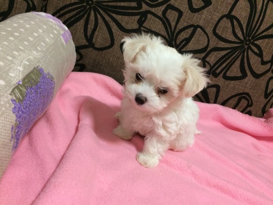 Maltezer - Slatke Bubice iz Pule