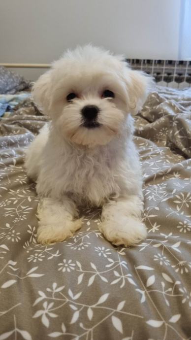 Maltezeri- spremni za novi dom