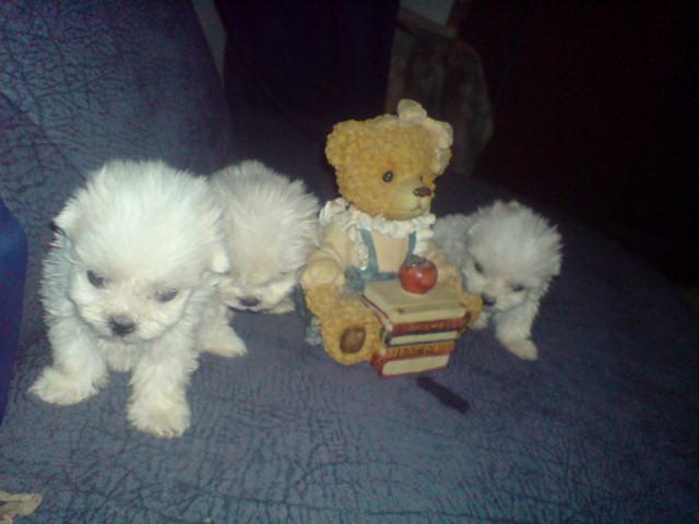 Maltezeri, mini maltezeri