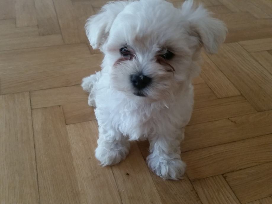 Maltezer mini MALTEZERI štenci psi