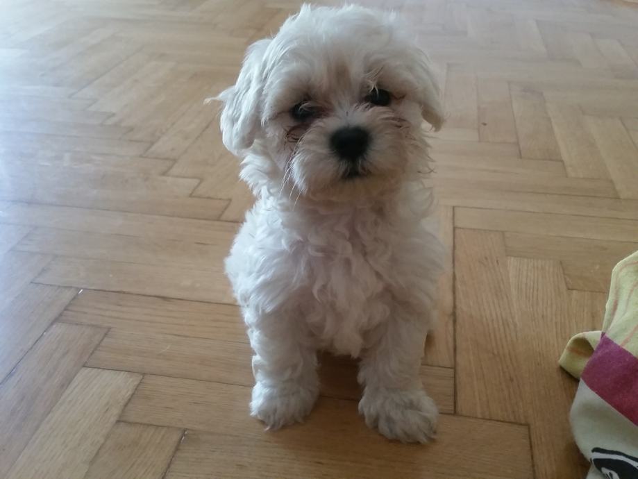 Maltezer mini MALTEZERI štenci psi