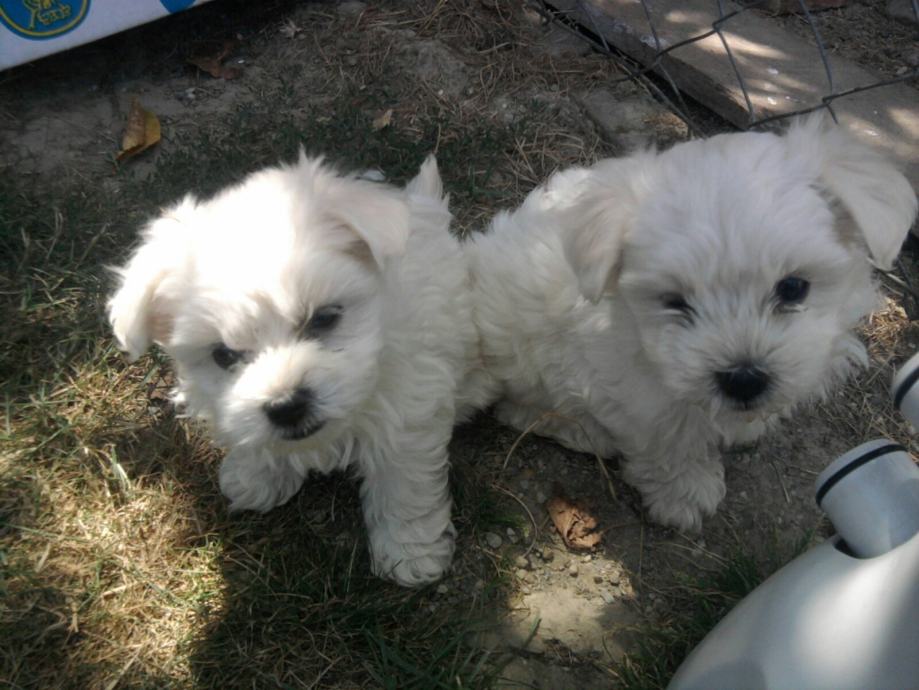 Maltezer štenci,Maltezeri *VIKEND AKCIJA