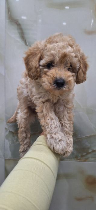 Maltipo(mini maltezer&toy pudla)