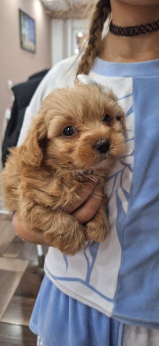 Maltipo(mini maltezer&toy pudla)