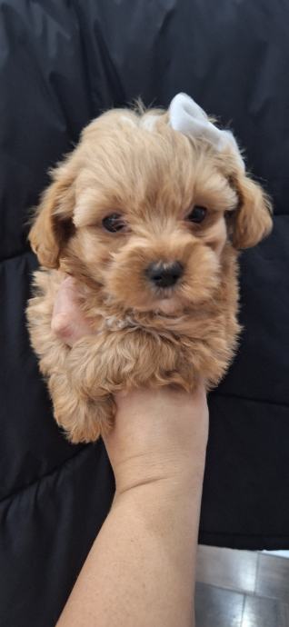 Maltipo(mini maltezer&toy pudla)