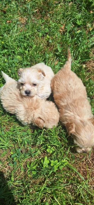 Maltipo(mini maltezer&toy pudla)