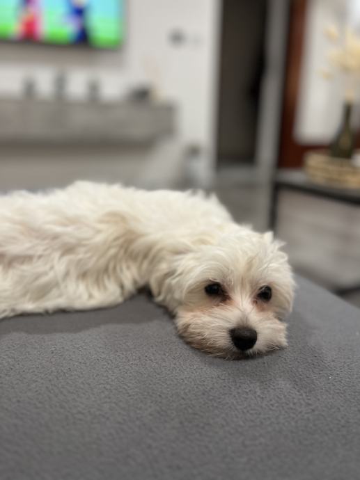 Maltipoo/maltezer stene