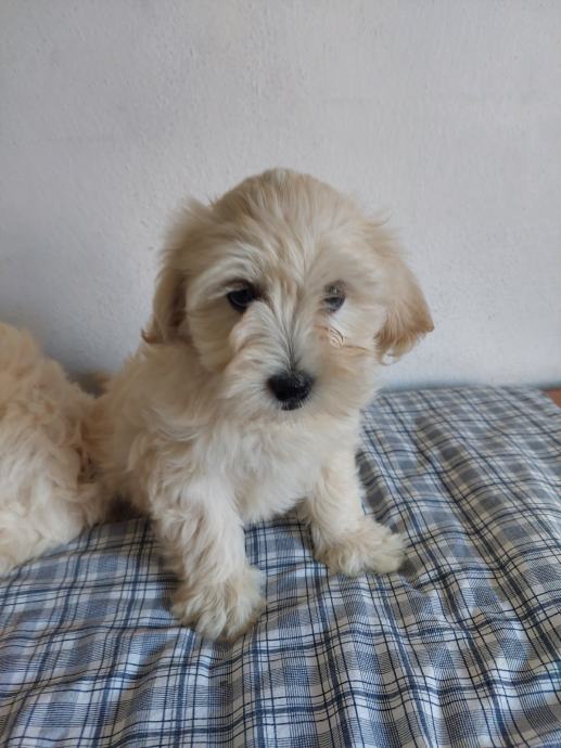 maltipoo štenci[Maltezer +toy pudla]