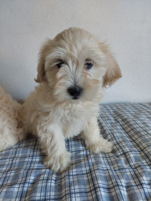 maltipoo štenci[Maltezer +toy pudla]