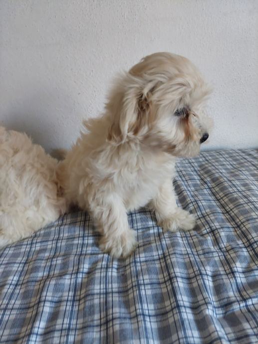 maltipoo štenci[Maltezer +toy pudla]