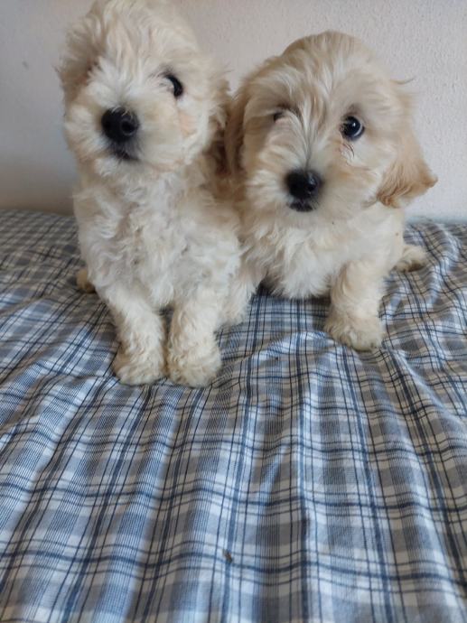 maltipoo štenci[Maltezer +toy pudla]