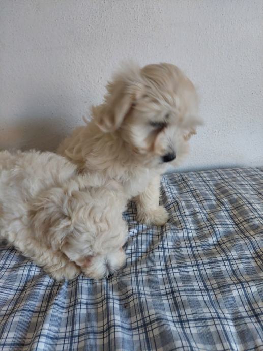 maltipoo štenci[Maltezer +toy pudla]