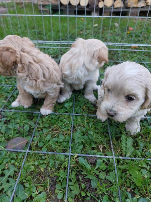 maltipoo štenci[Maltezer +toy pudla]
