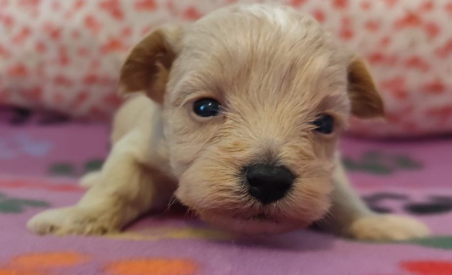 Maltipoo štenci