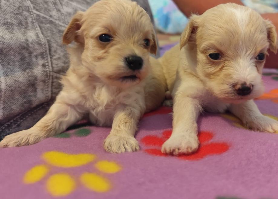 Maltipoo štenci