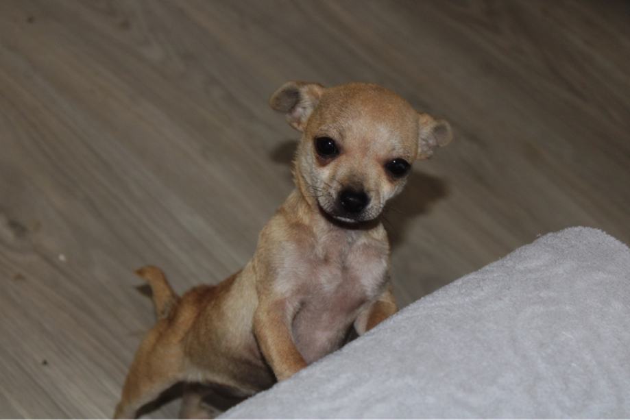 Mini Chihuahua Štenci Prodaja