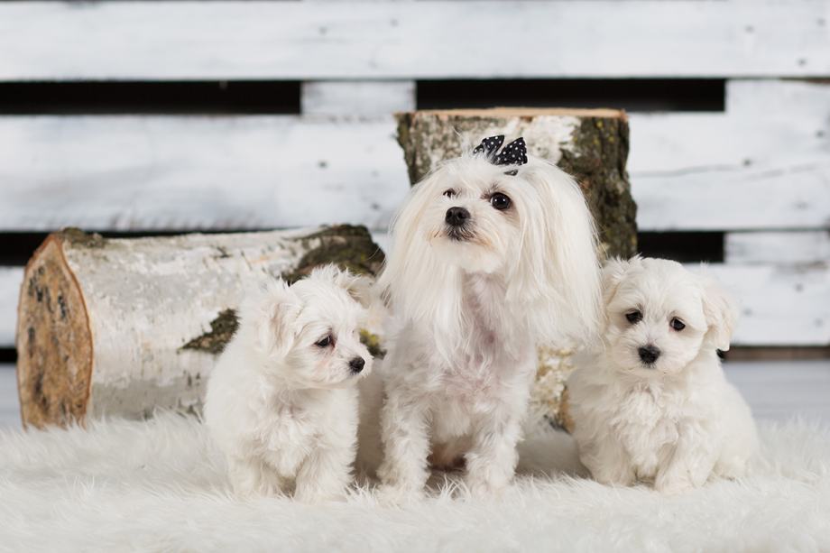 Mini maltezer štenci - Američki standard