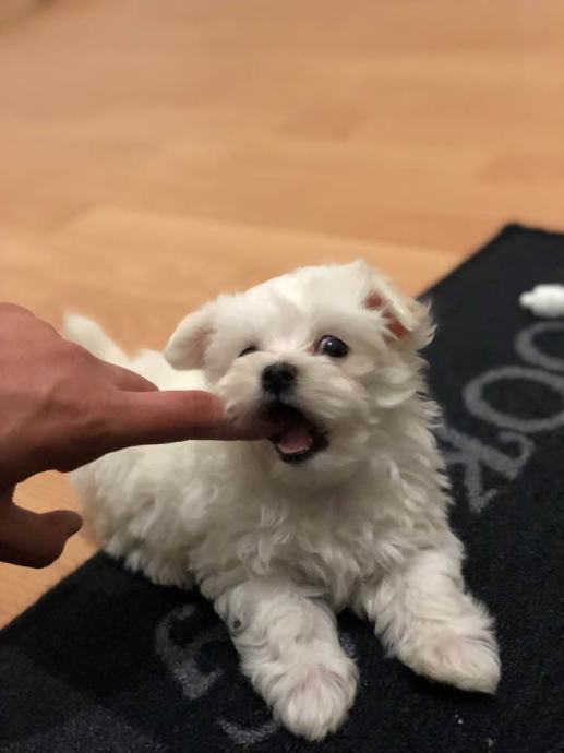 Mini maltezer