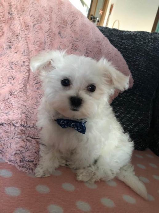 Mini maltezer