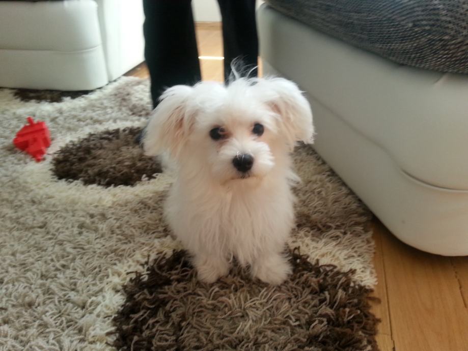mini maltezer