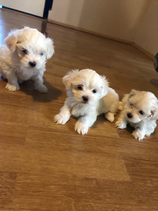 Mini maltezer štenci