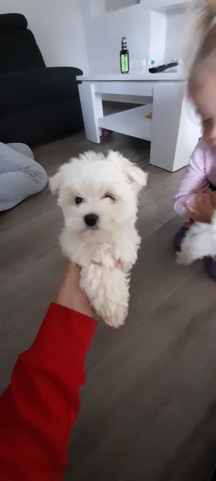 MINI MALTEZERI ️ ️ ️